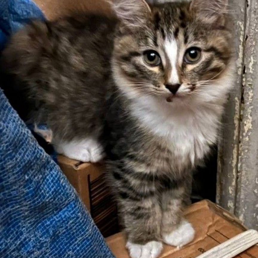 Котенок. мальчик пушистый 3 месяца