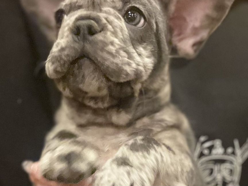 Фоанцузкий бульдог