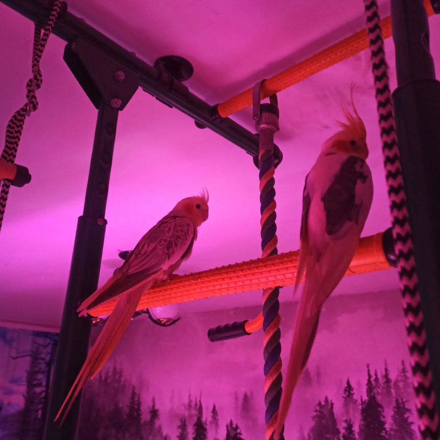 Попугай корелла с клеткой