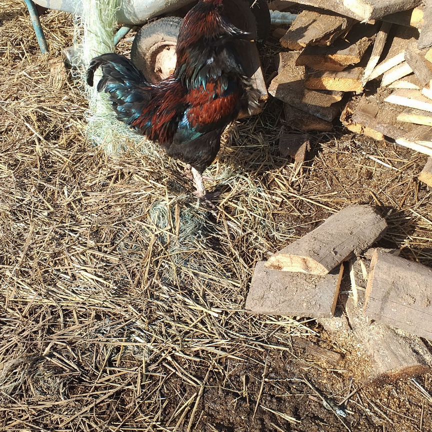 Молодые петухи