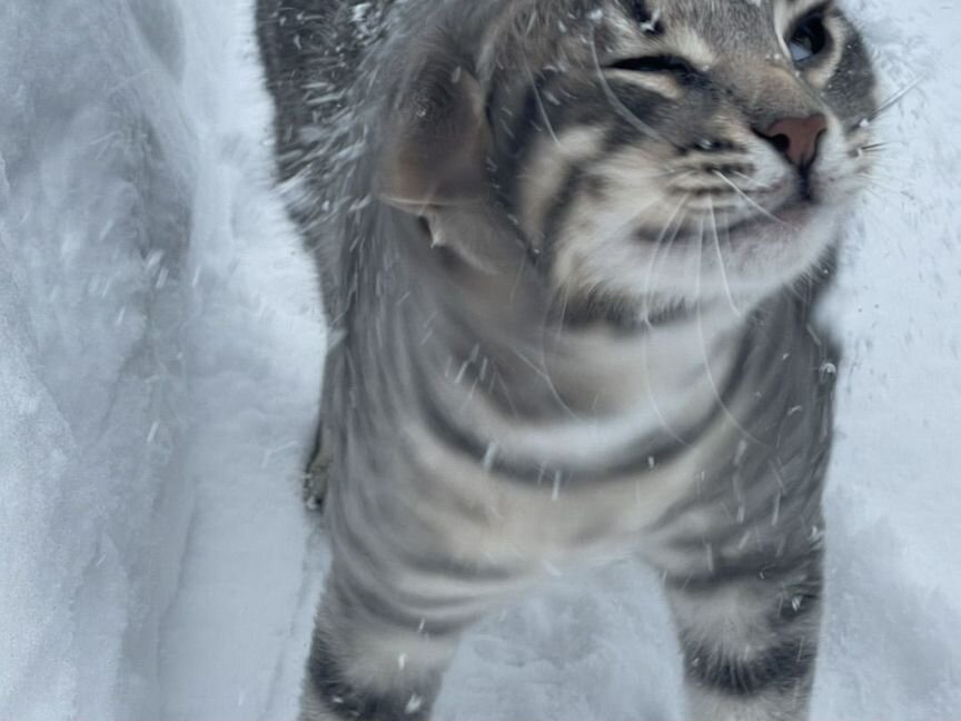 Кот балда в добрые руки