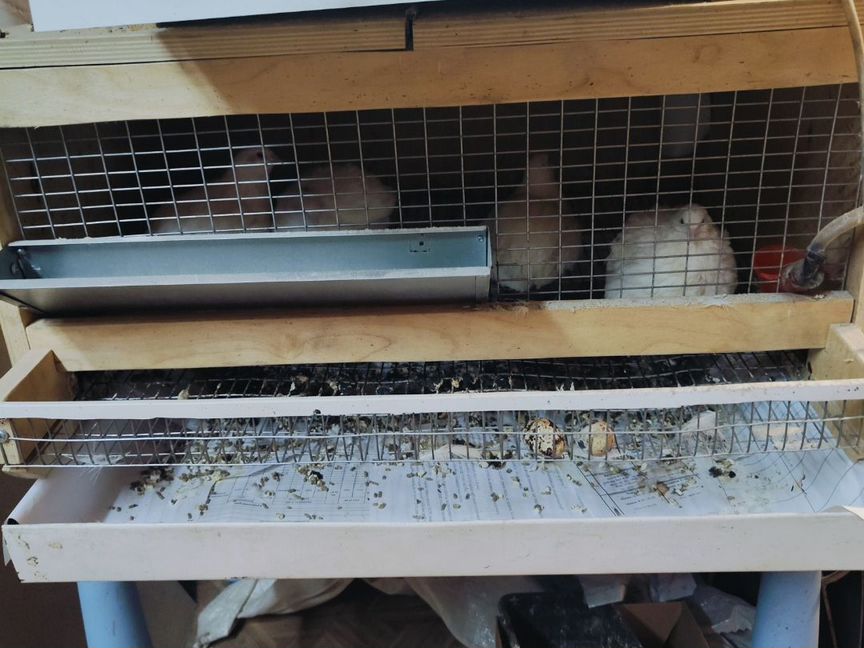 Перепел. Бесплатно