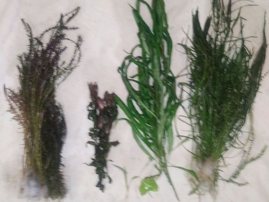 Аквариумные растения прополка