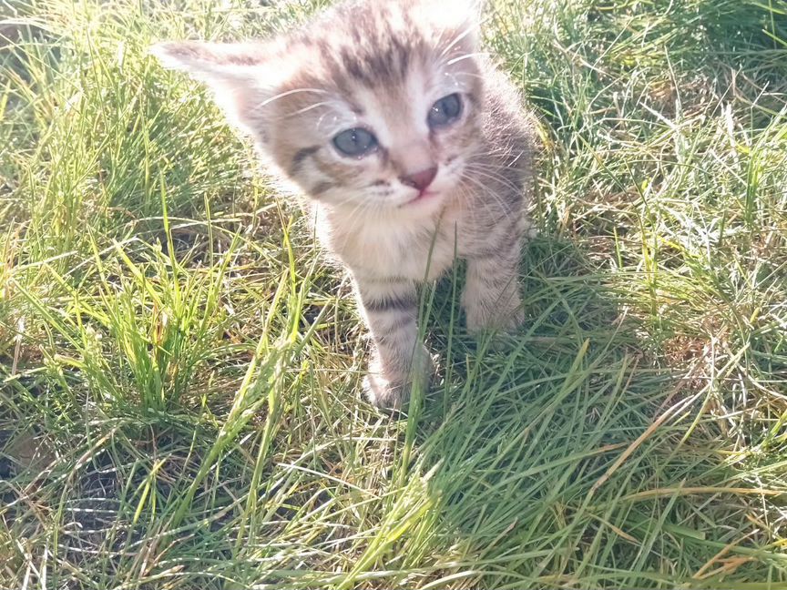 Котятки в добрые руки