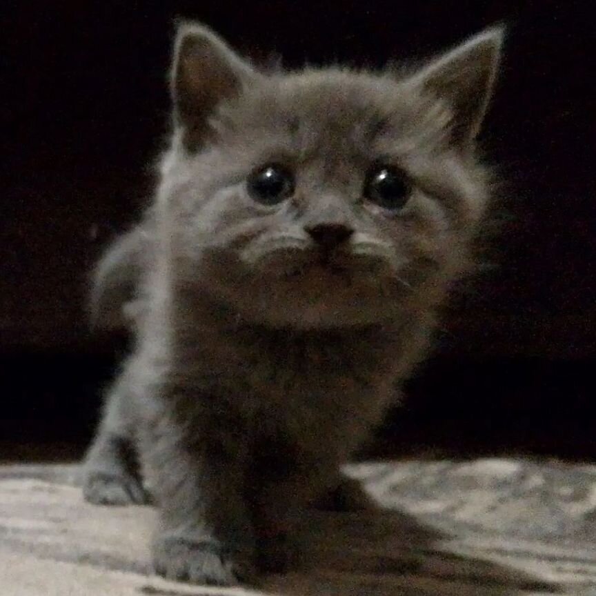 Сибирский котёнок