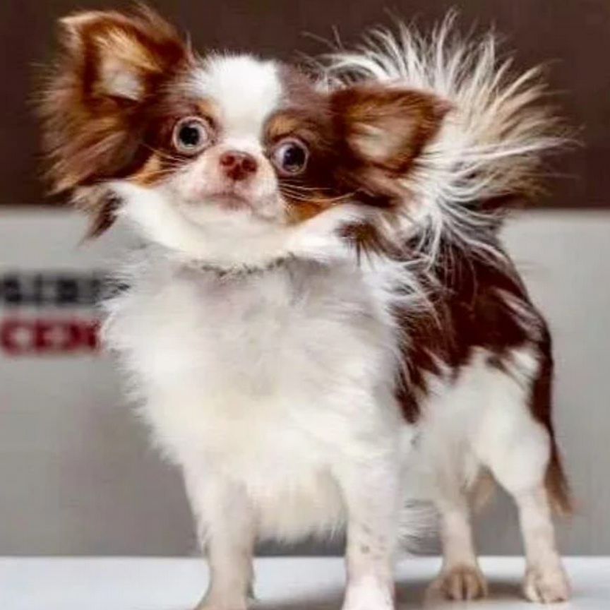 Чихуахуа, щенок