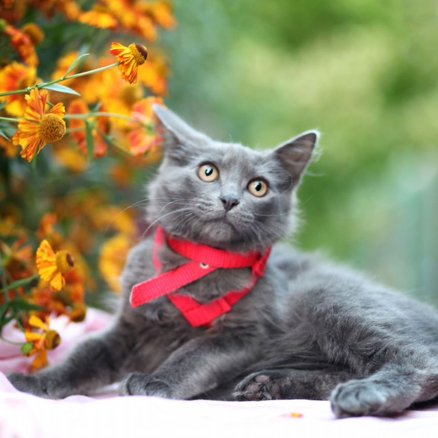 Котёнок (4 мес) в добрые руки