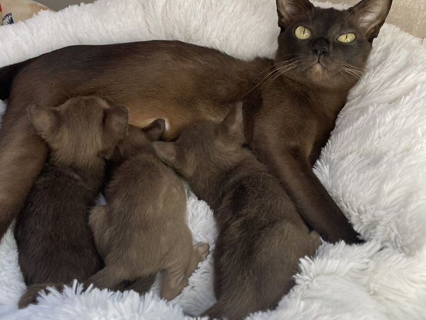 Котята европейской бурмы