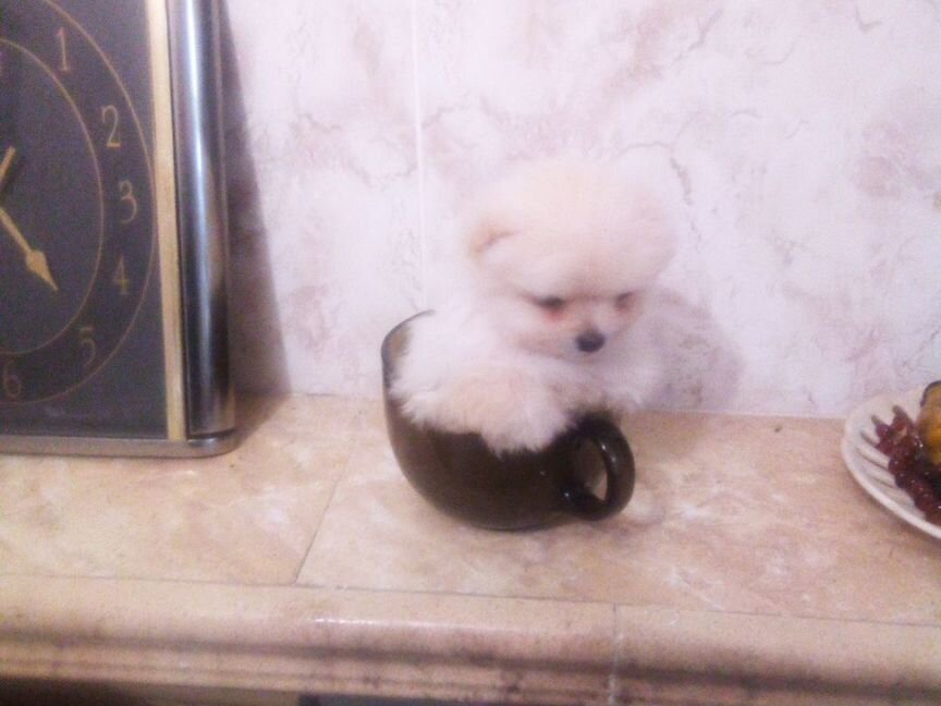 Щенки шпица, мини мишки 2 мес