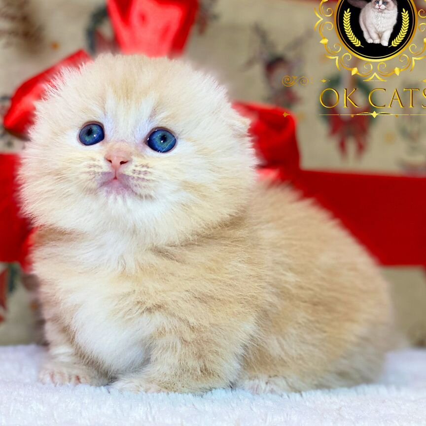 Манчкин котёнок