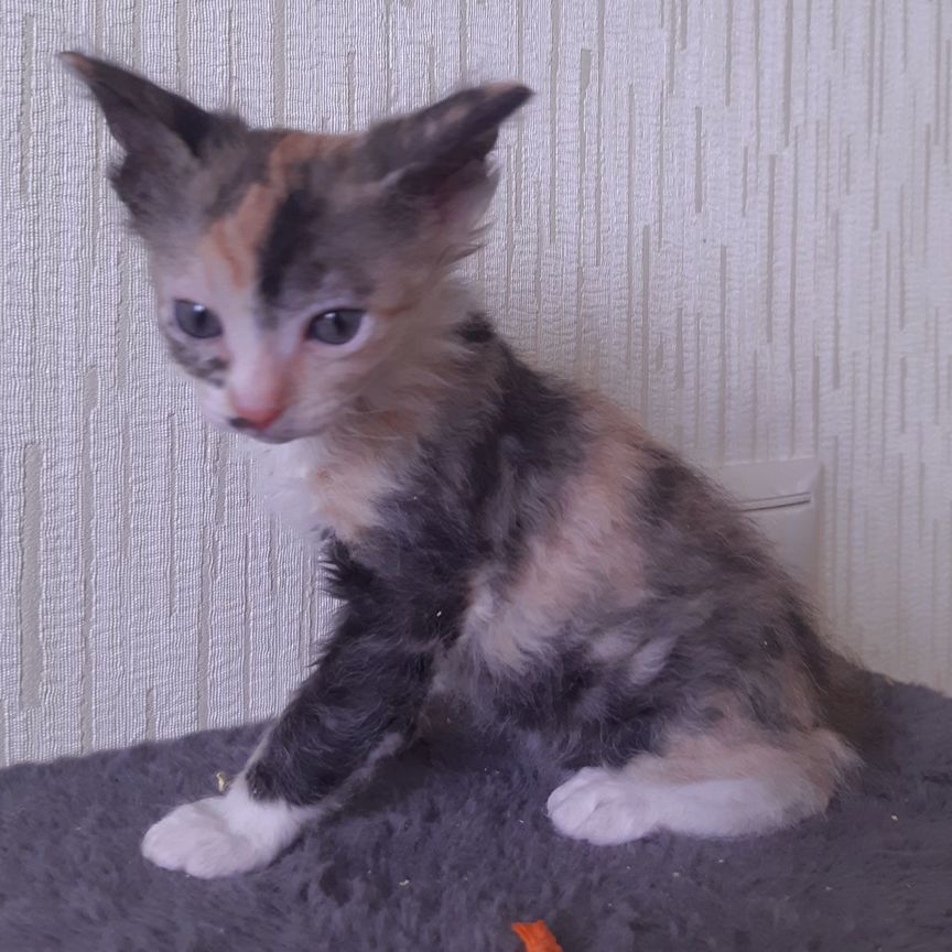 Канадский сфинкс котёнок