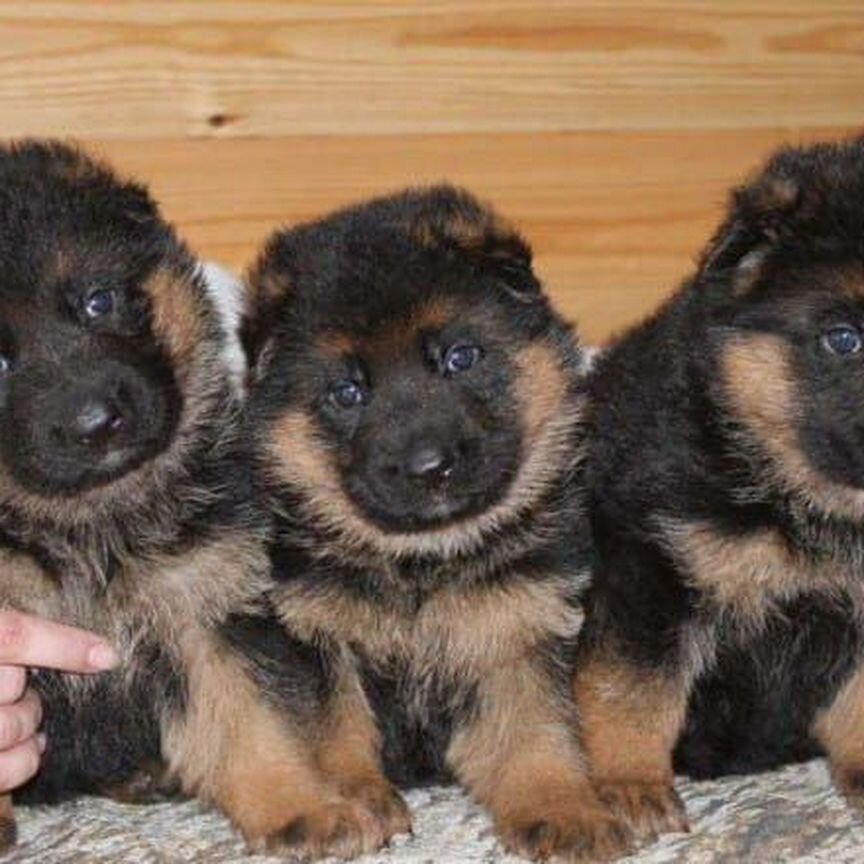 Лучшие компаньоны щенки немецкой овчарки