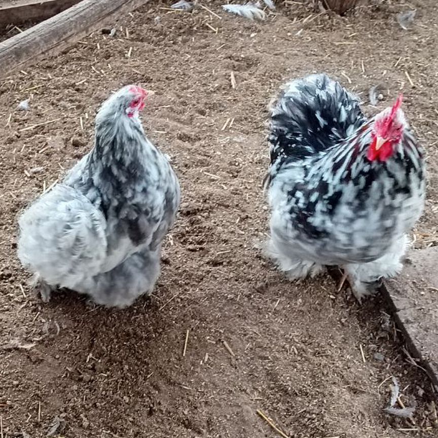 В продаже семьи по 3шт. Карликовые кохинхин