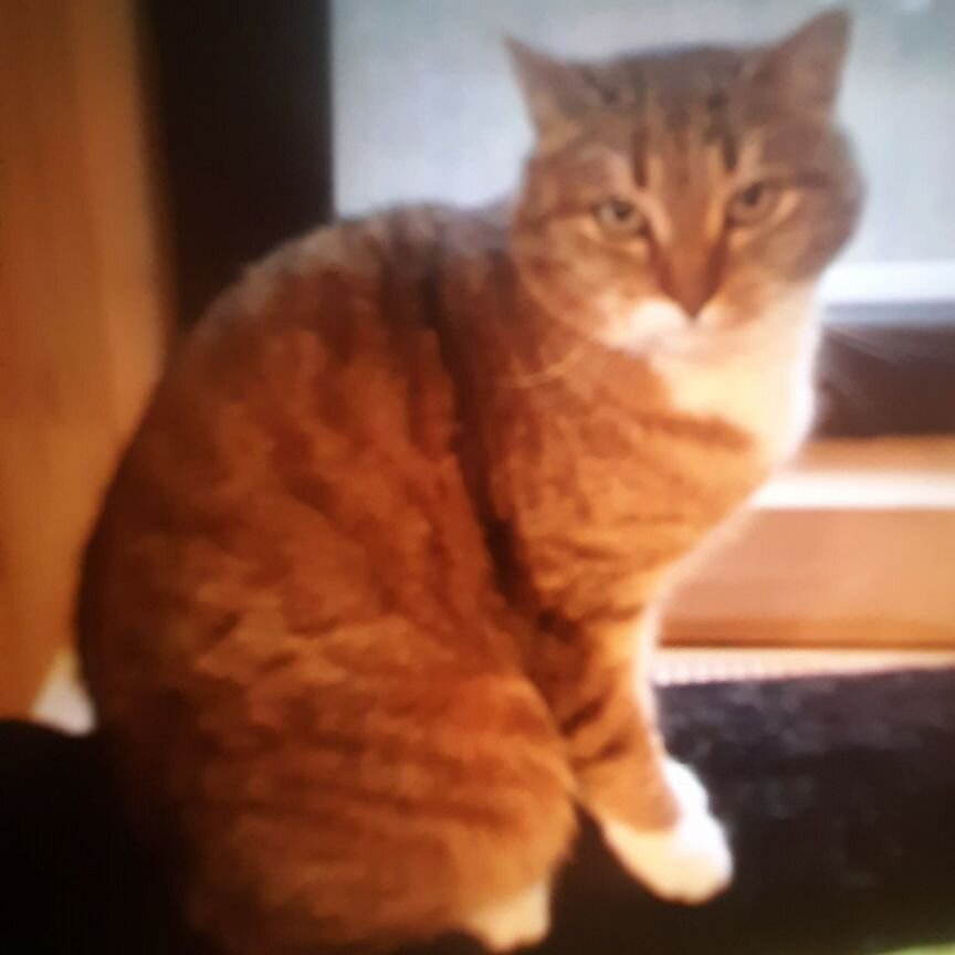 Взрослый кот в добрые руки