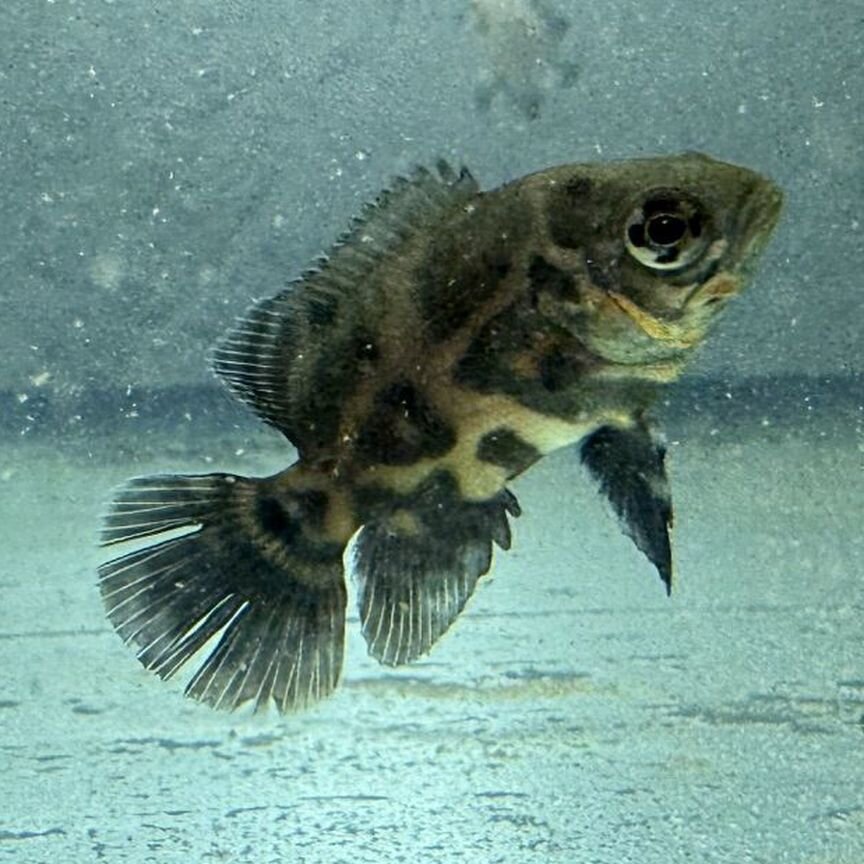 Скалярии, астронотосы, неоны