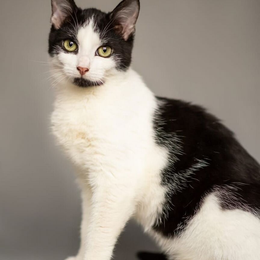 Ко те в добрые руки