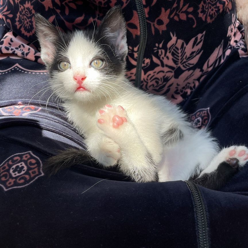 Котенок девочка в добрые руки