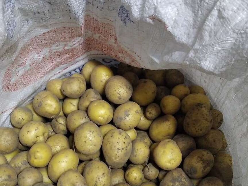 Мелкая картошка