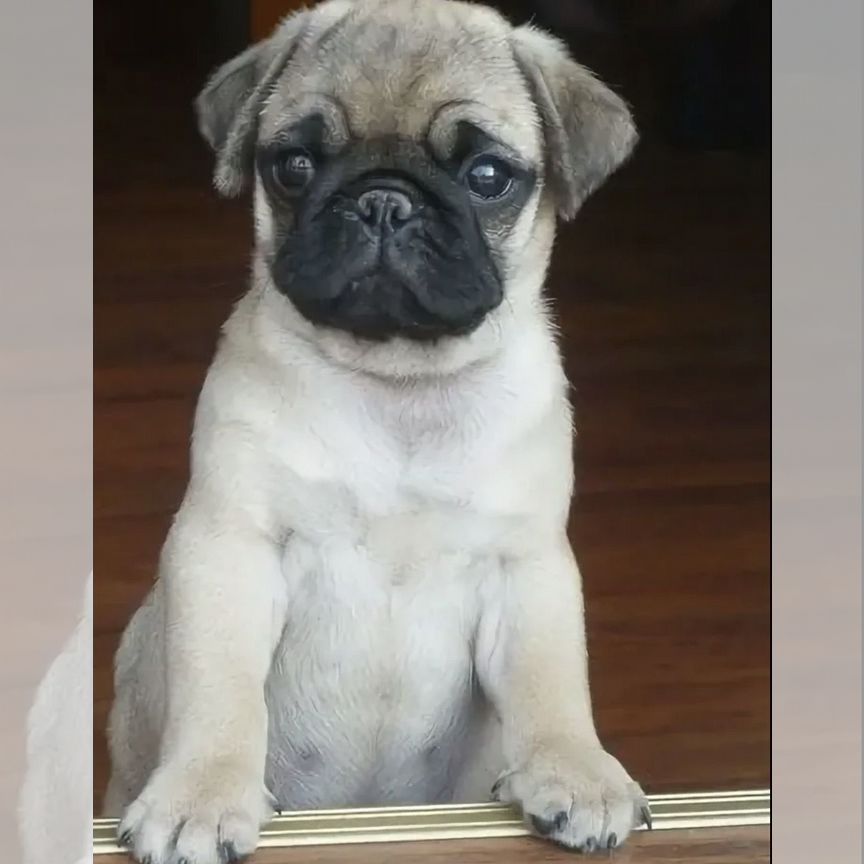 Мопс, щенок