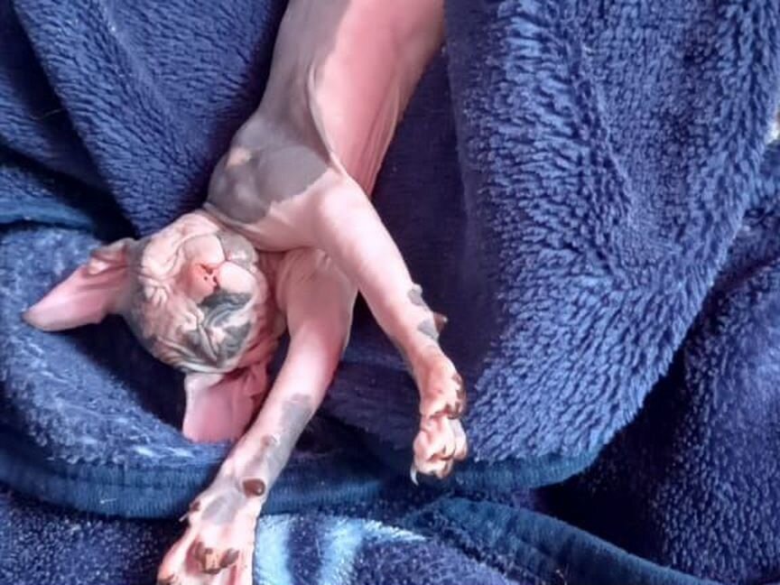 Продам кошечку Сфинкса 2.5 месяца