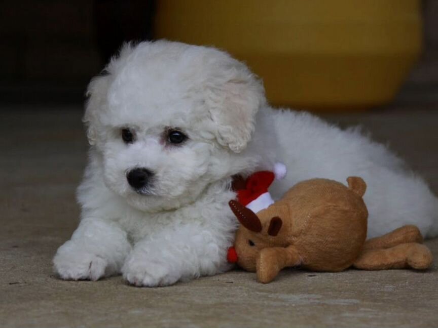 Бишон фризе