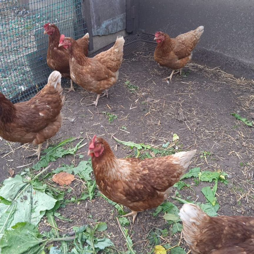 Куры молодки несушки