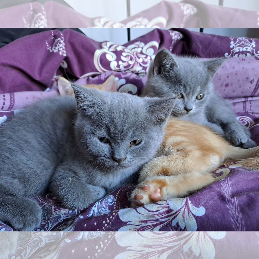 Британские котята метисы