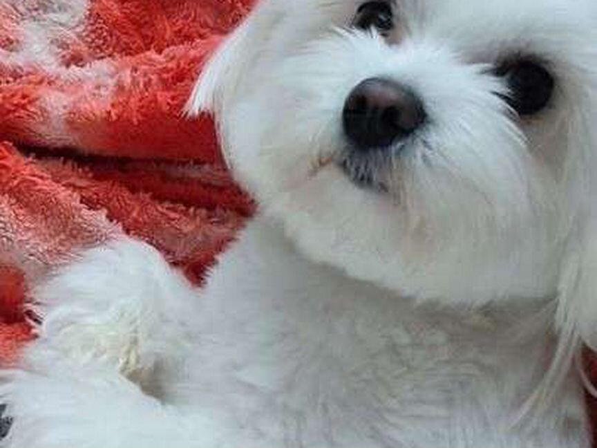 Мальтезе вязка мальчик