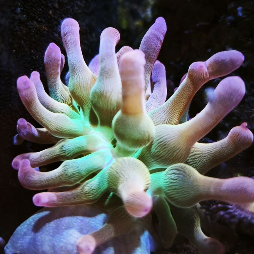 Актиния квадриколор