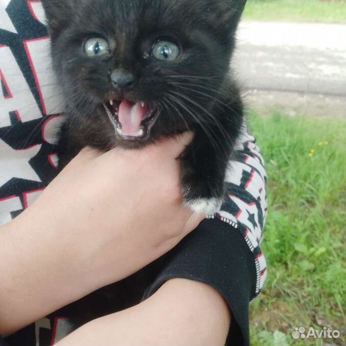 Чёрный котёнок,ищит новый дом отдам бесплатно