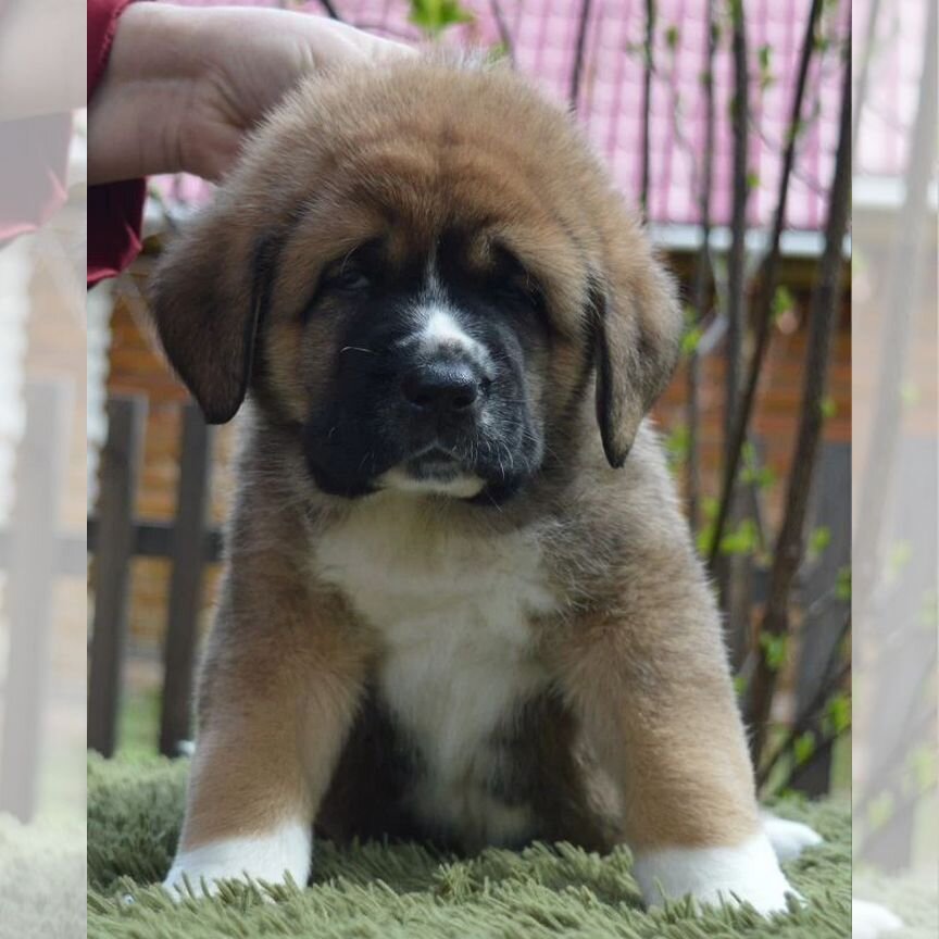 Испанский мастиф, щенок