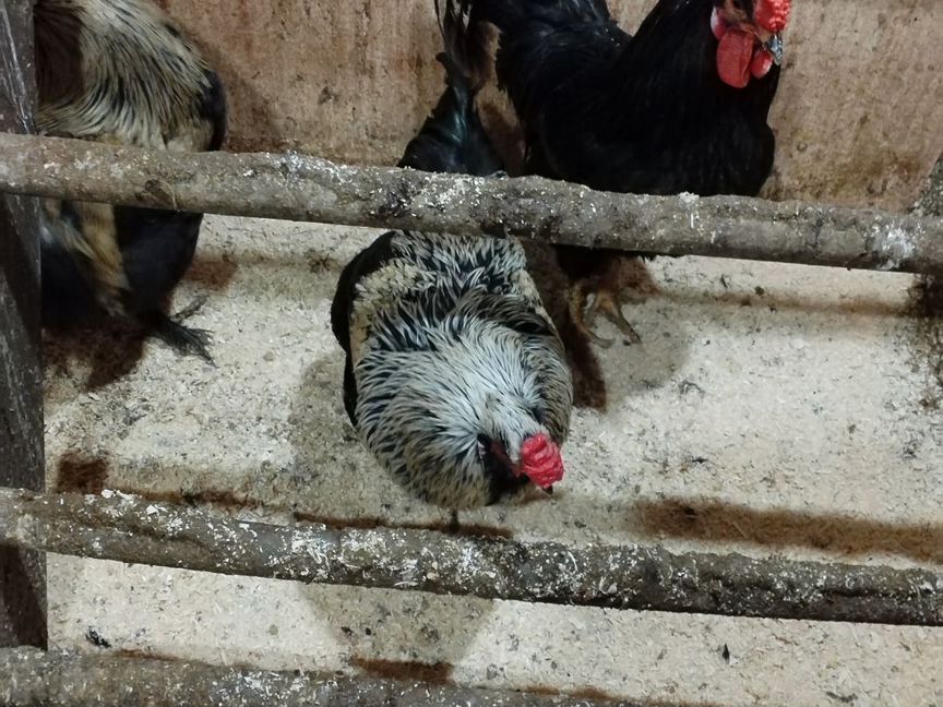 Молодые петухи