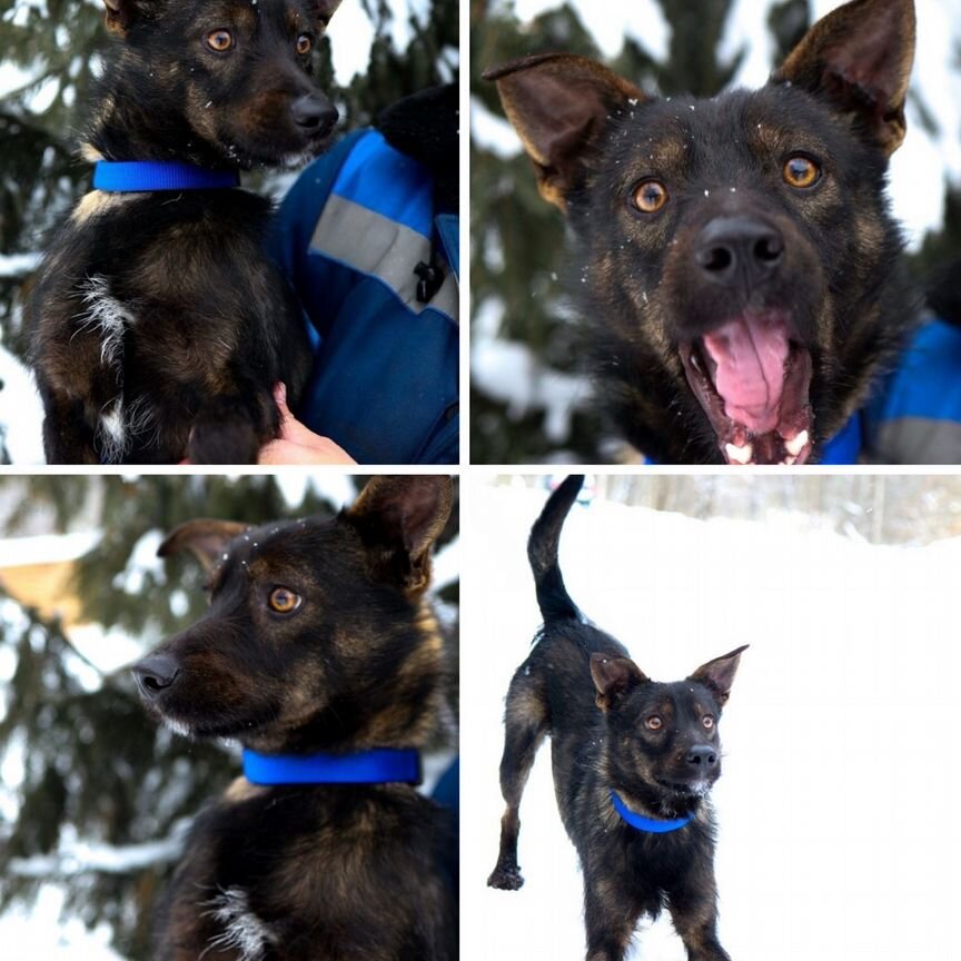 Щенок в добрые руки