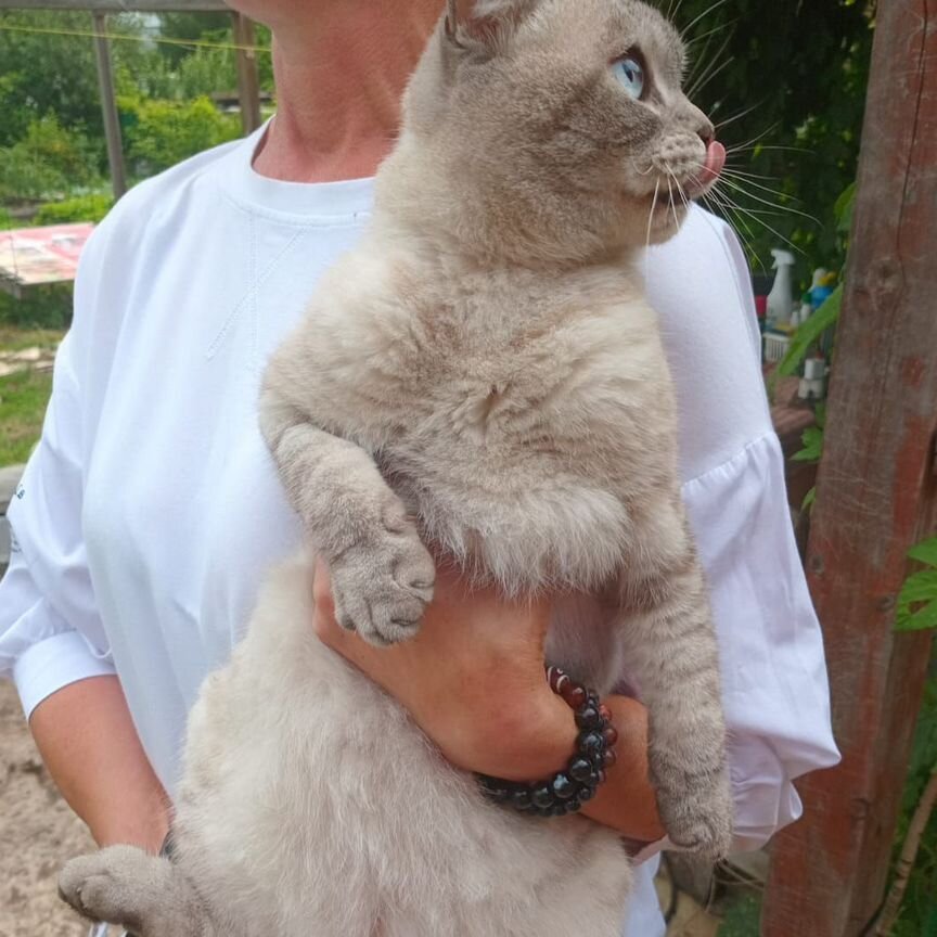Найдена кошечка