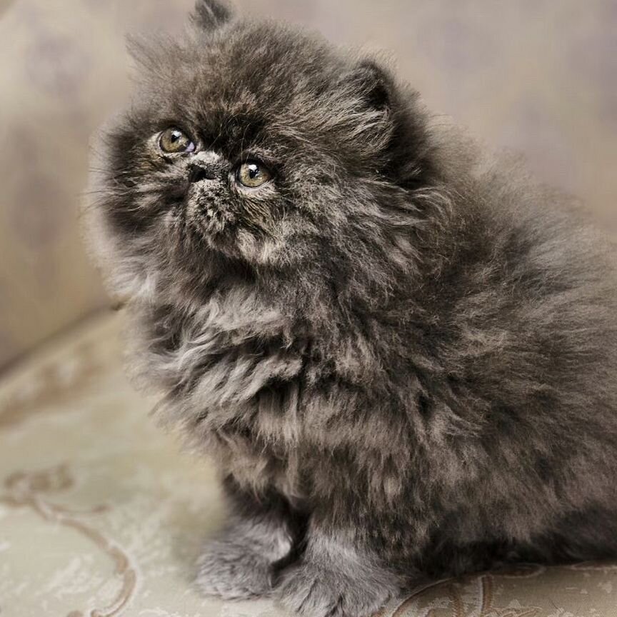 Персидские котята