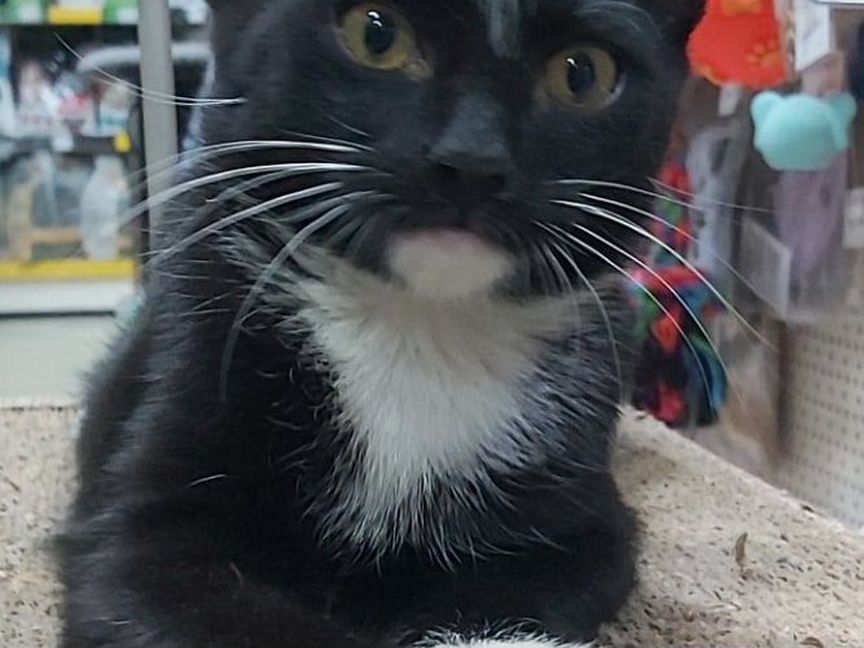 Котенок Боря ищет дом