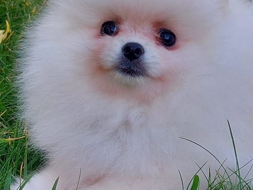 Померанский шпиц щенок девочка