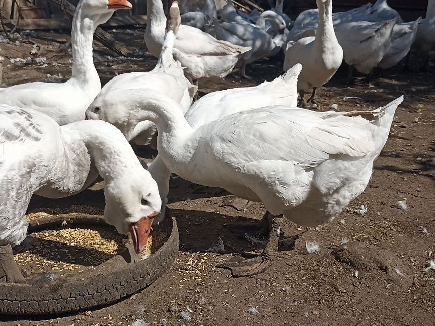 Холмагорские гуси