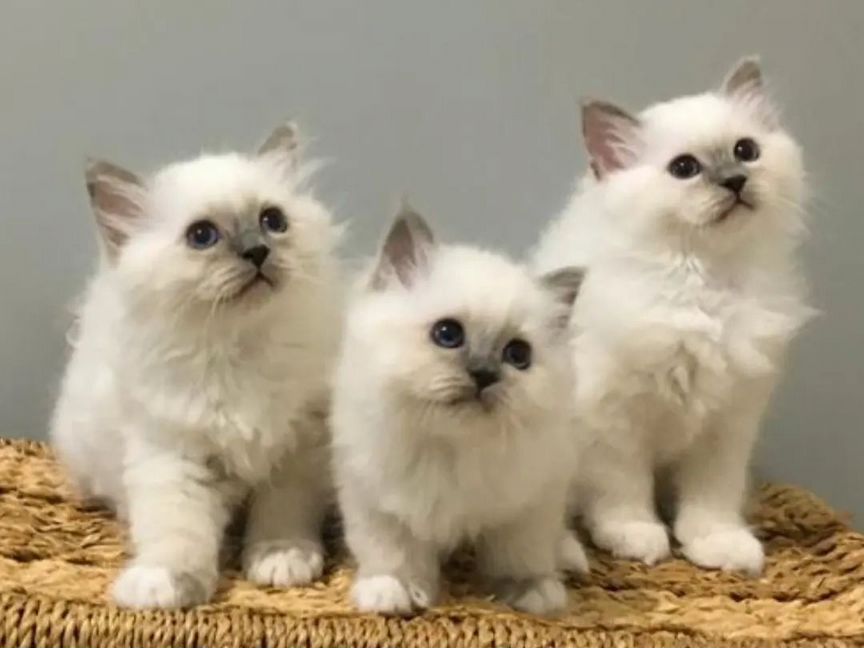 Котята священная бирма