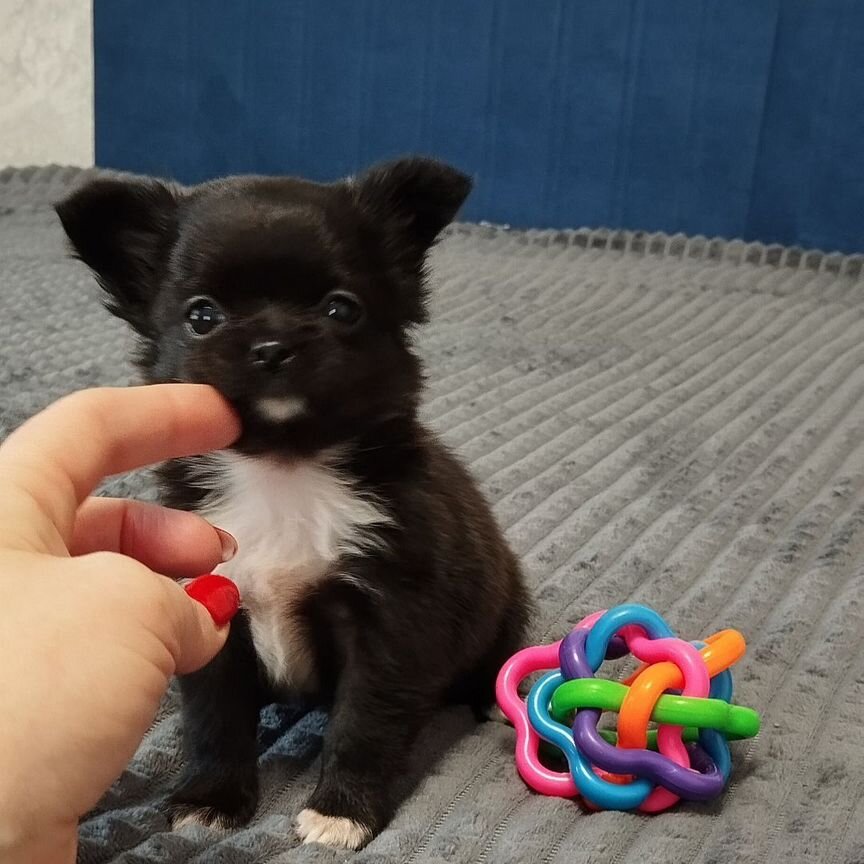 Чихуахуа, щенок