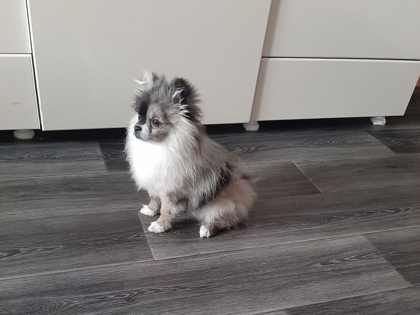 Померанский шпиц