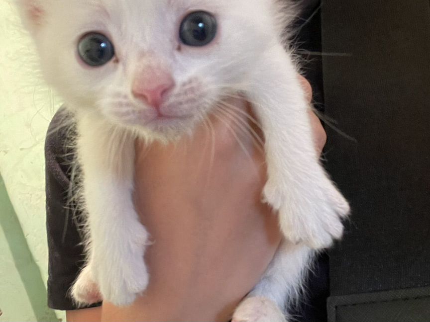 Котята в добрые руки бесплатно
