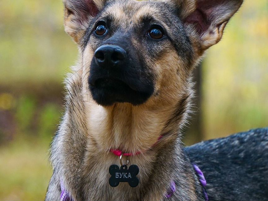 Самбука. Ласковая львица в миниатюре