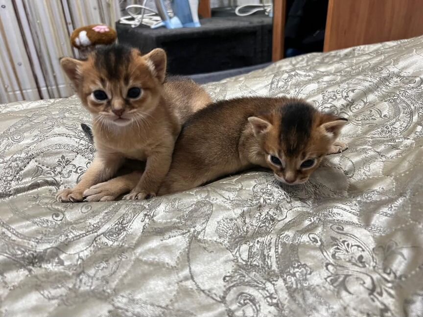 Абиссинские котята