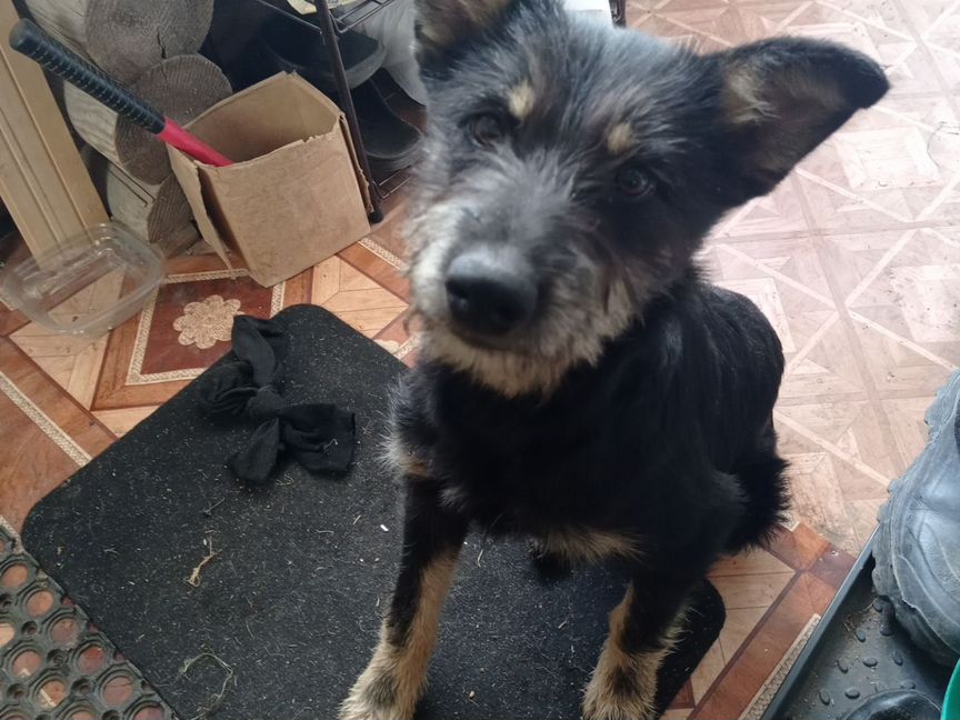 Щенок мальчик, метис