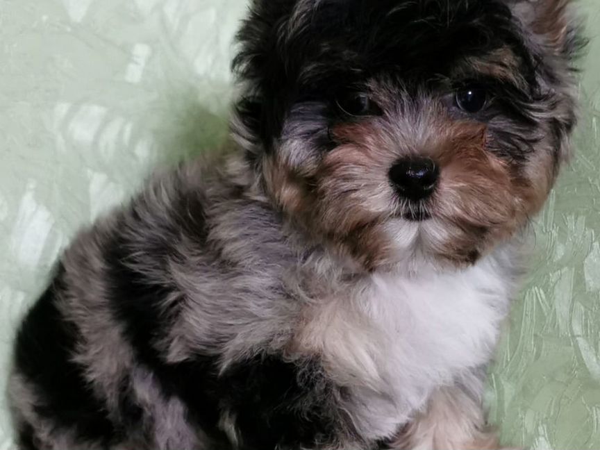 Йоркширский терьер девочка