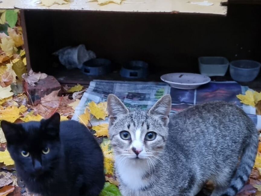 Котики мёрзнут в добрые руки