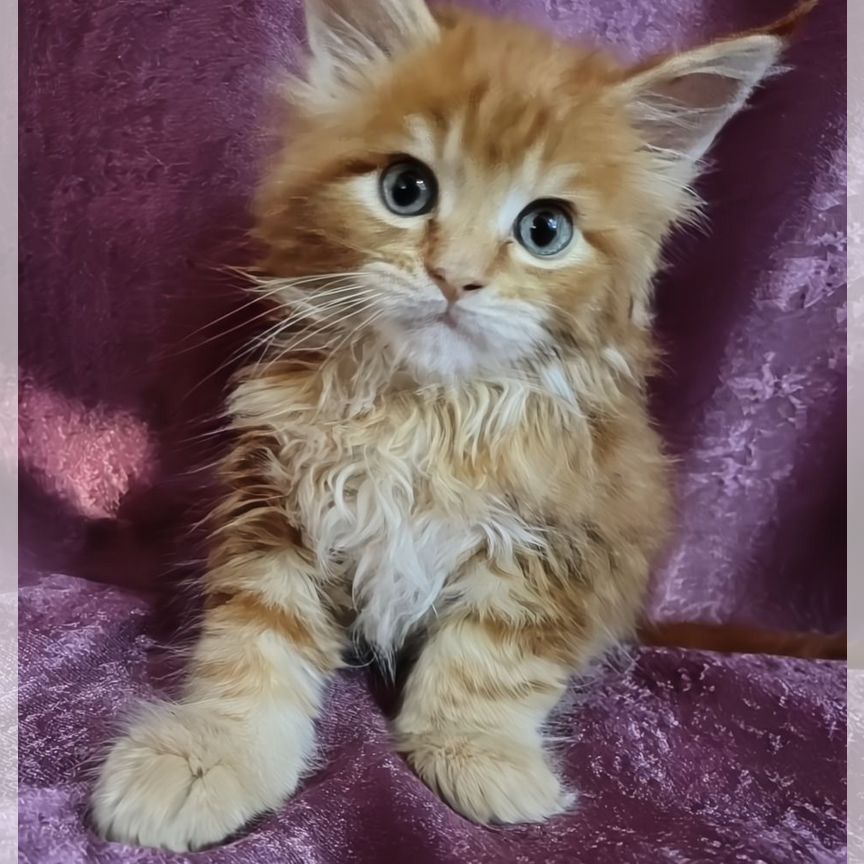 Мейн-кун котёнок