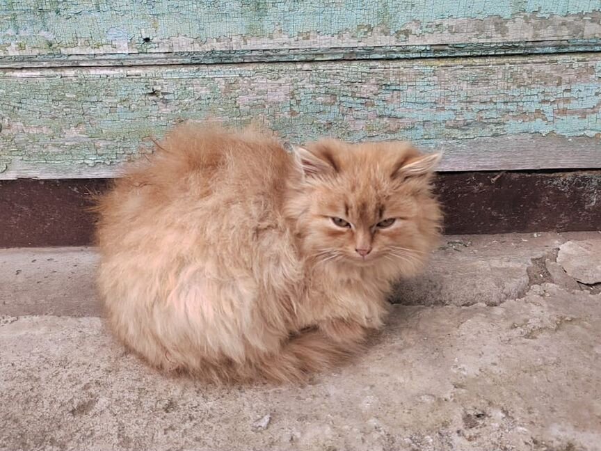 Рыжий котик