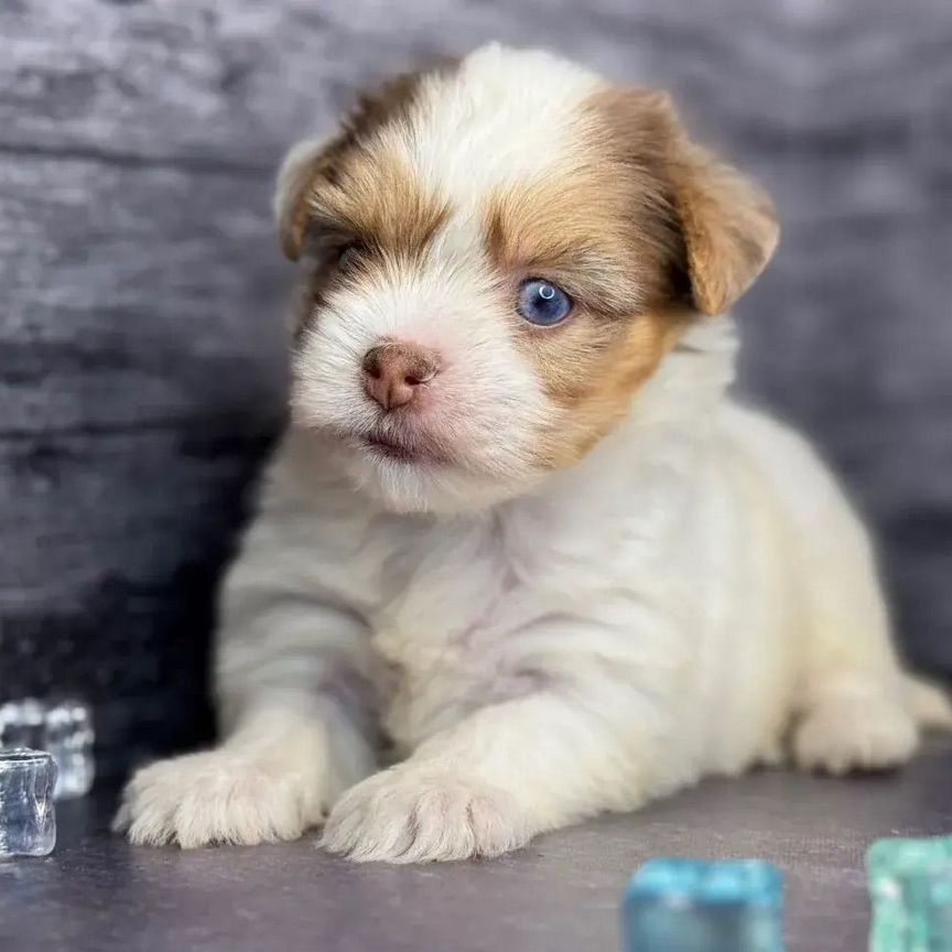 Йоркширский терьер, щенок